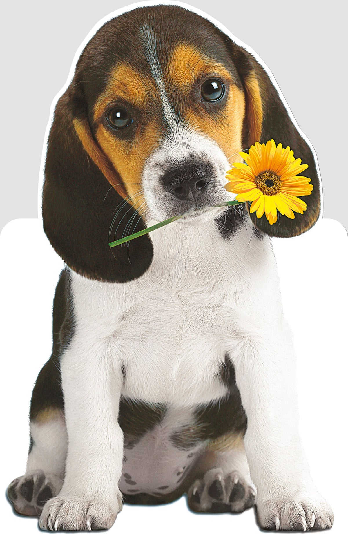 Carlton | Birthday Card Cute | Happy Birthday Gifts | With Envelope ...